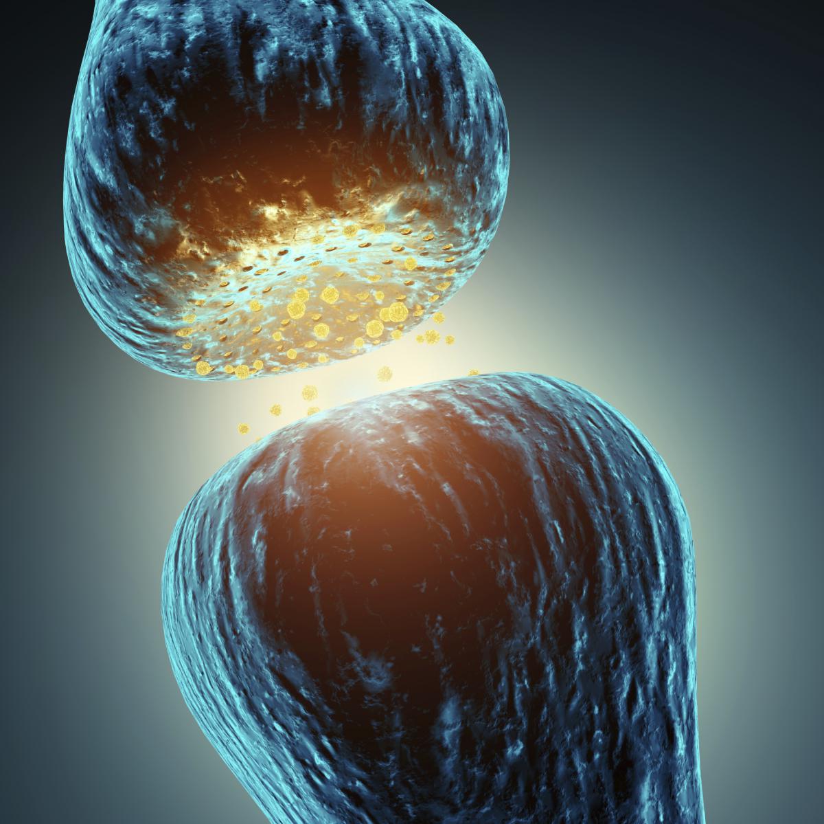 Investigation of synapse formation by novel nanoscale imaging ...